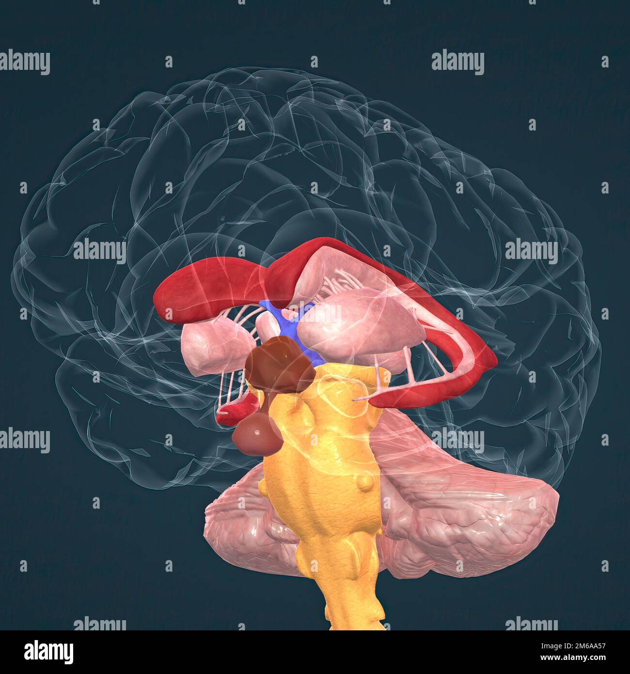 Amygdala control hi-res stock photography and images - Alamy