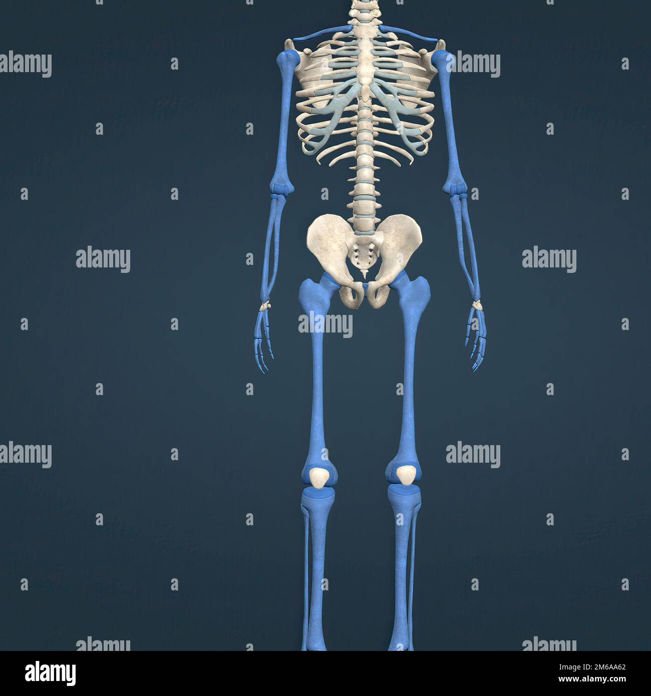 Shaft of humerus hi-res stock photography and images - Alamy