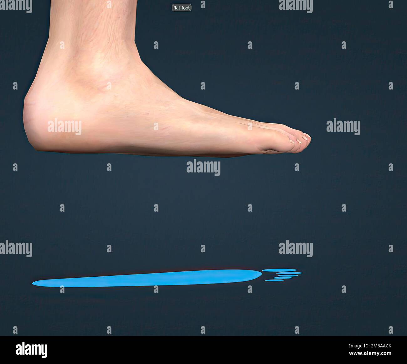 Human skeletal system walking hi-res stock photography and images - Alamy