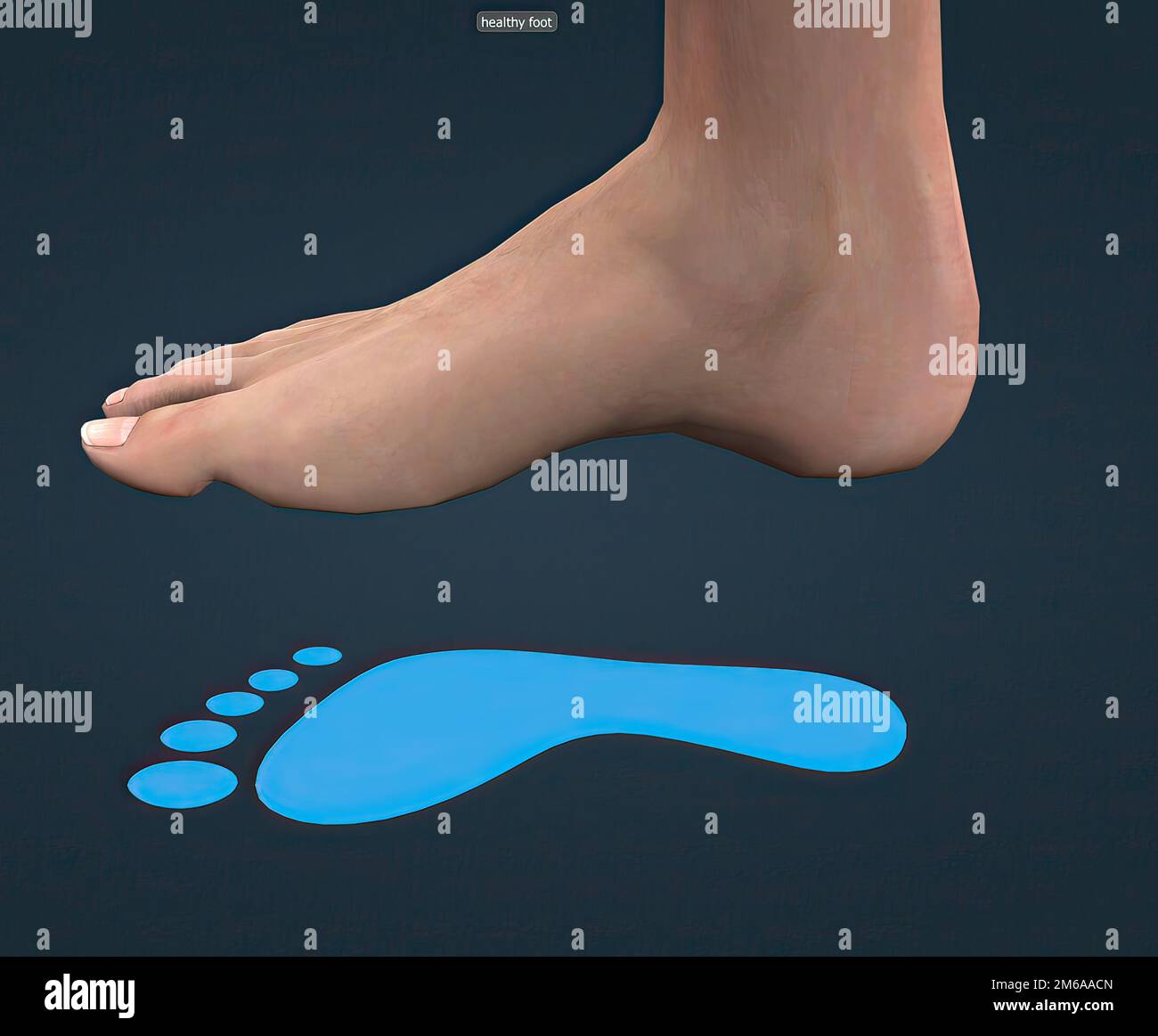 Human skeletal system walking hi-res stock photography and images - Alamy