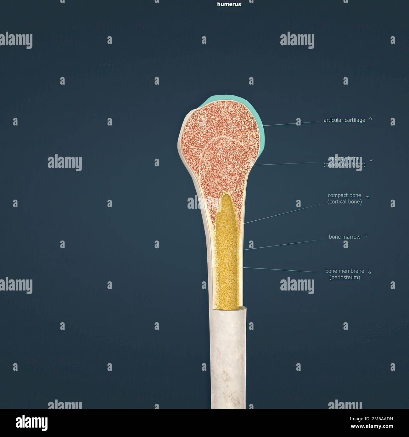 Bones of the arm from the hand to the scapula hi-res stock photography ...