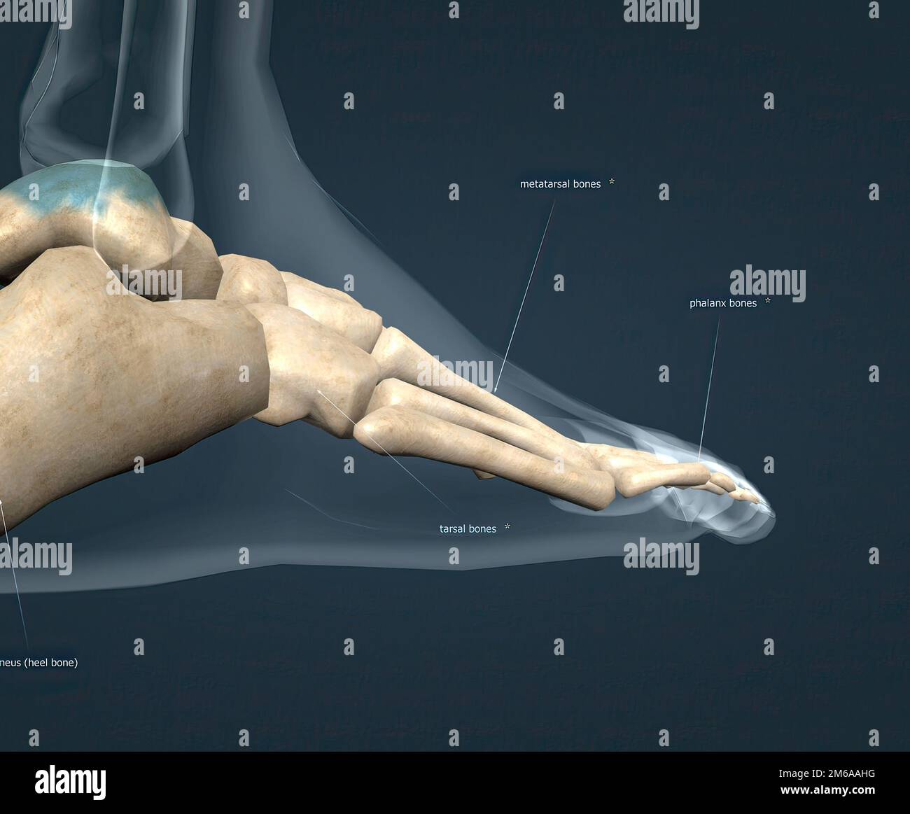 Human skeletal system walking hi-res stock photography and images - Alamy