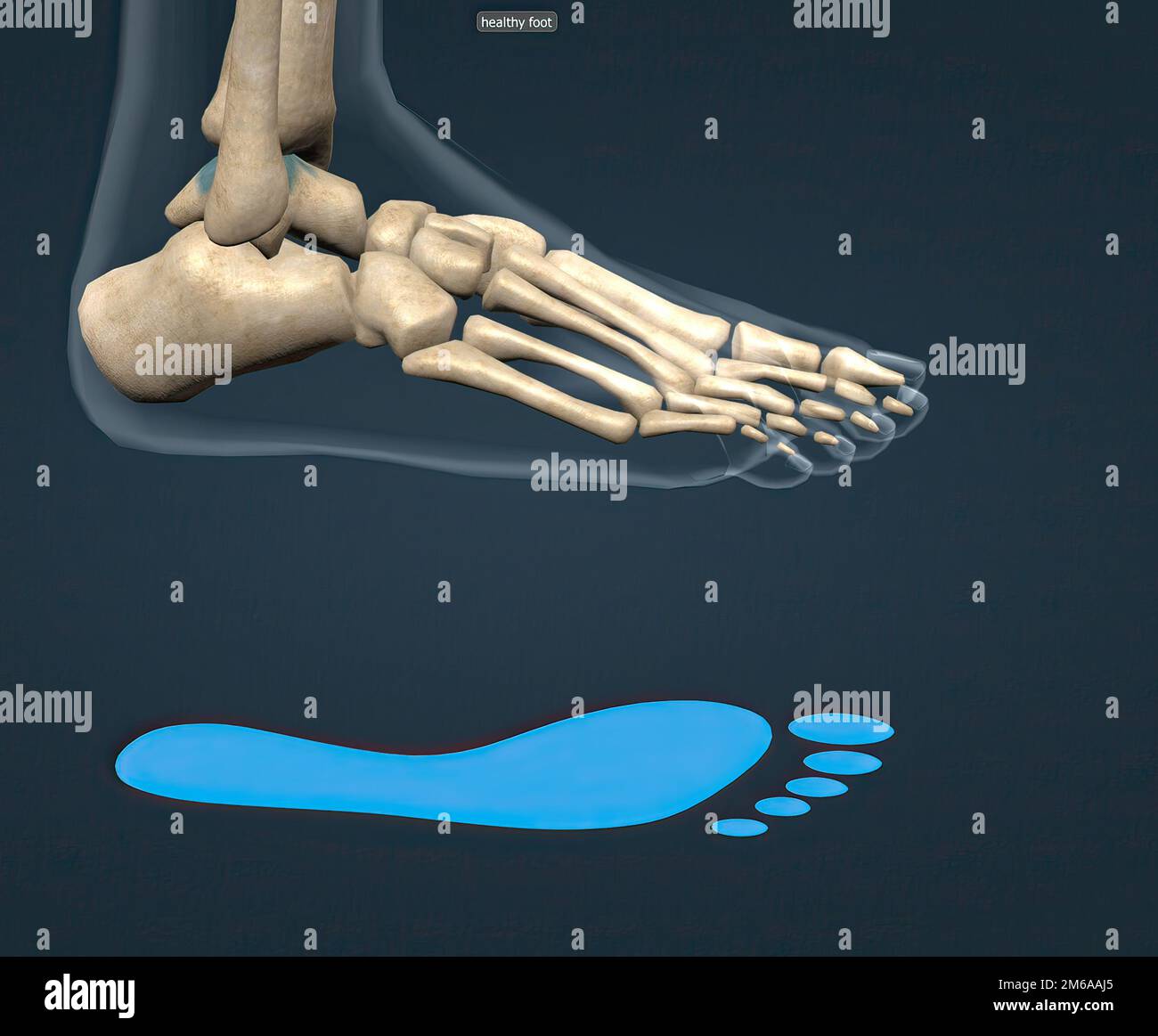 Human skeletal system walking hi-res stock photography and images - Alamy