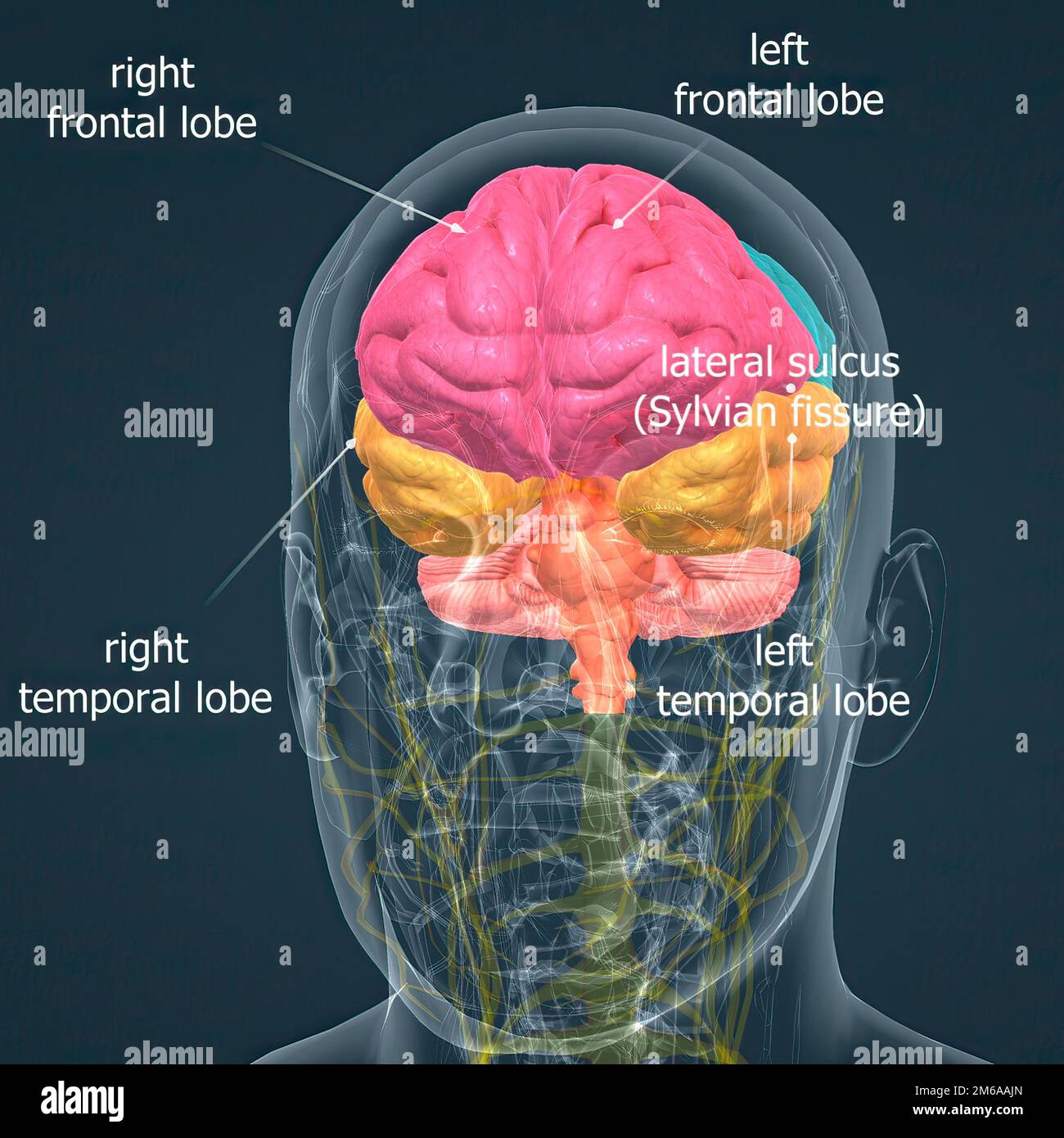 Functional anatomy hi-res stock photography and images - Alamy