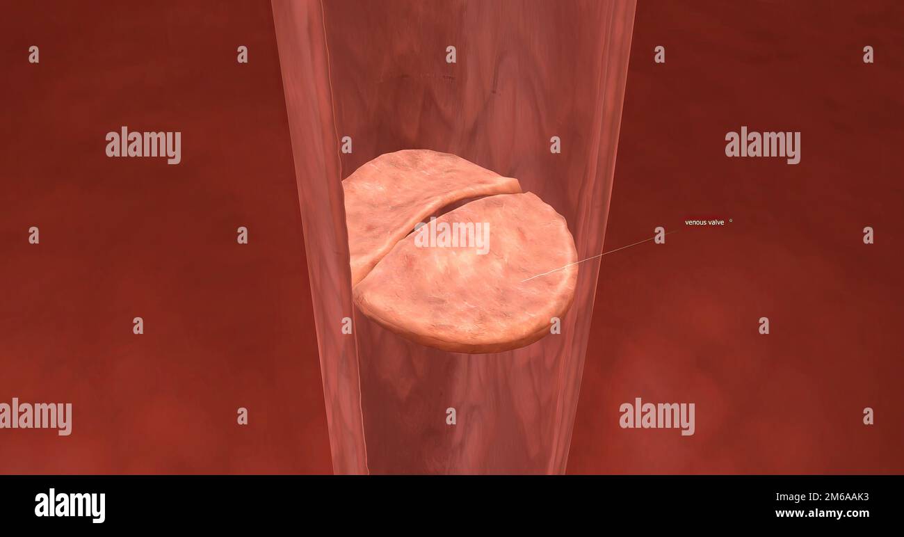 Vena cerebral hi-res stock photography and images - Alamy
