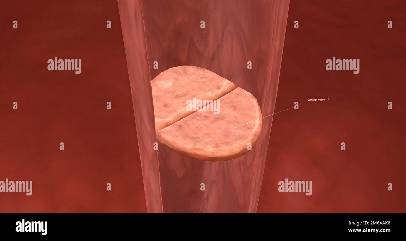Auscultation artery hi-res stock photography and images - Alamy