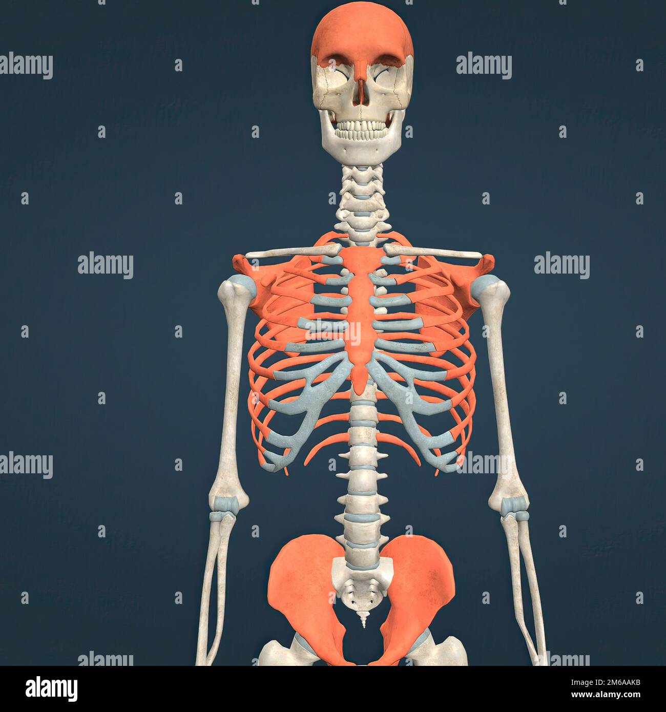 Pelvic rib hi-res stock photography and images - Alamy