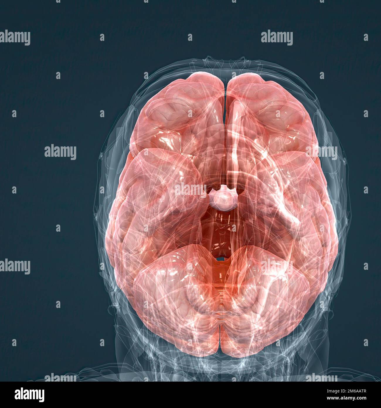 Cortical center hi-res stock photography and images - Alamy