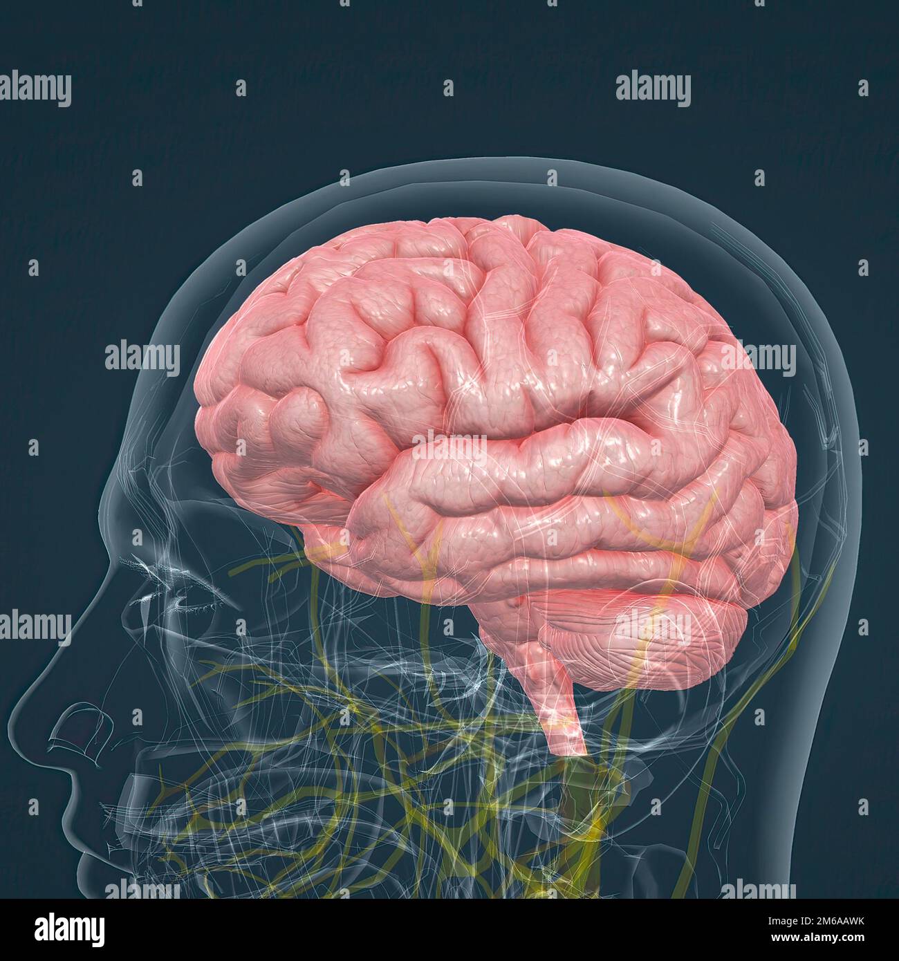 Cortical center hi-res stock photography and images - Alamy