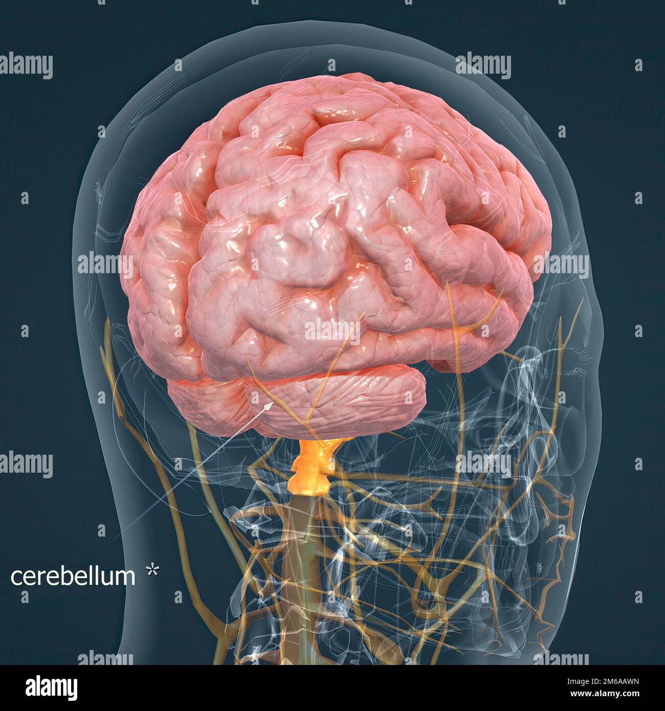 Cortical center hi-res stock photography and images - Alamy