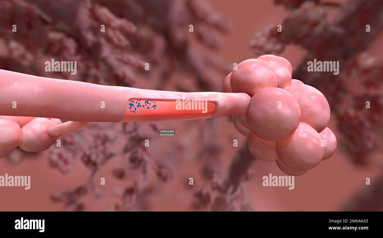 Bronchial circulation hi-res stock photography and images - Alamy