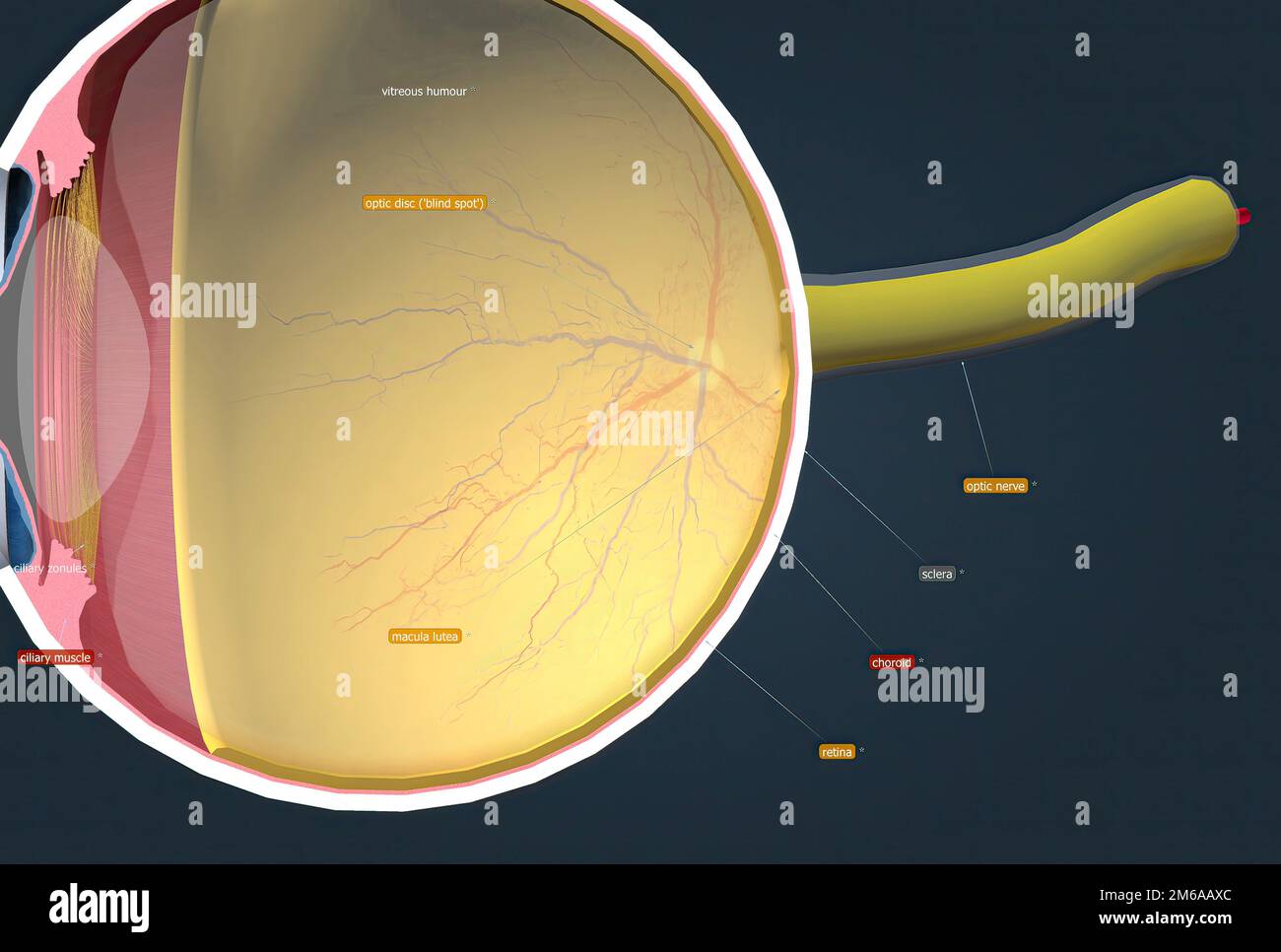 Colour blindness glasses hi-res stock photography and images - Alamy