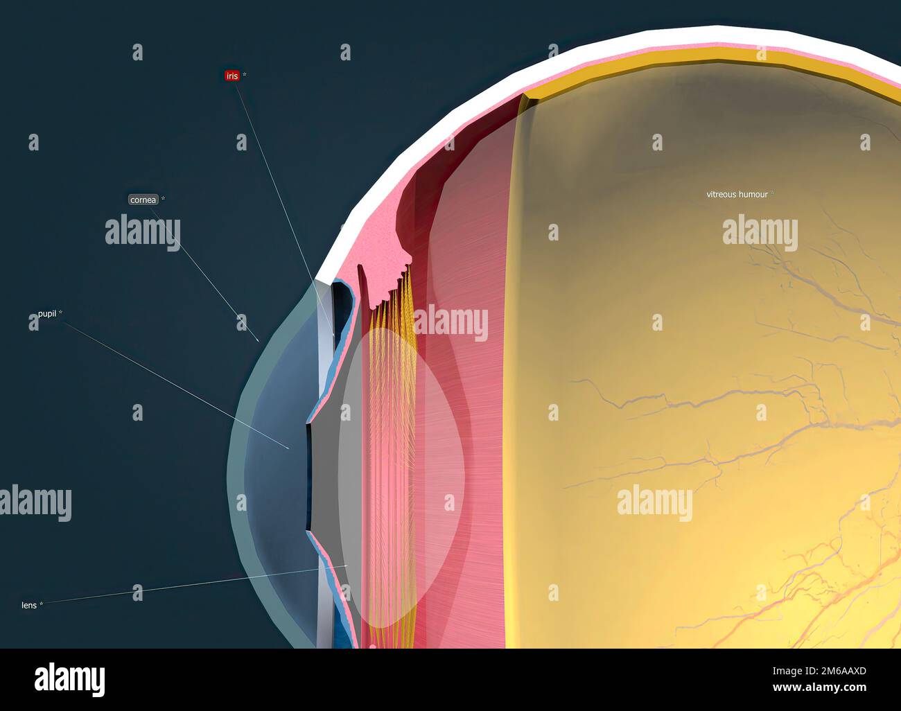 Iodopsine hi-res stock photography and images - Alamy