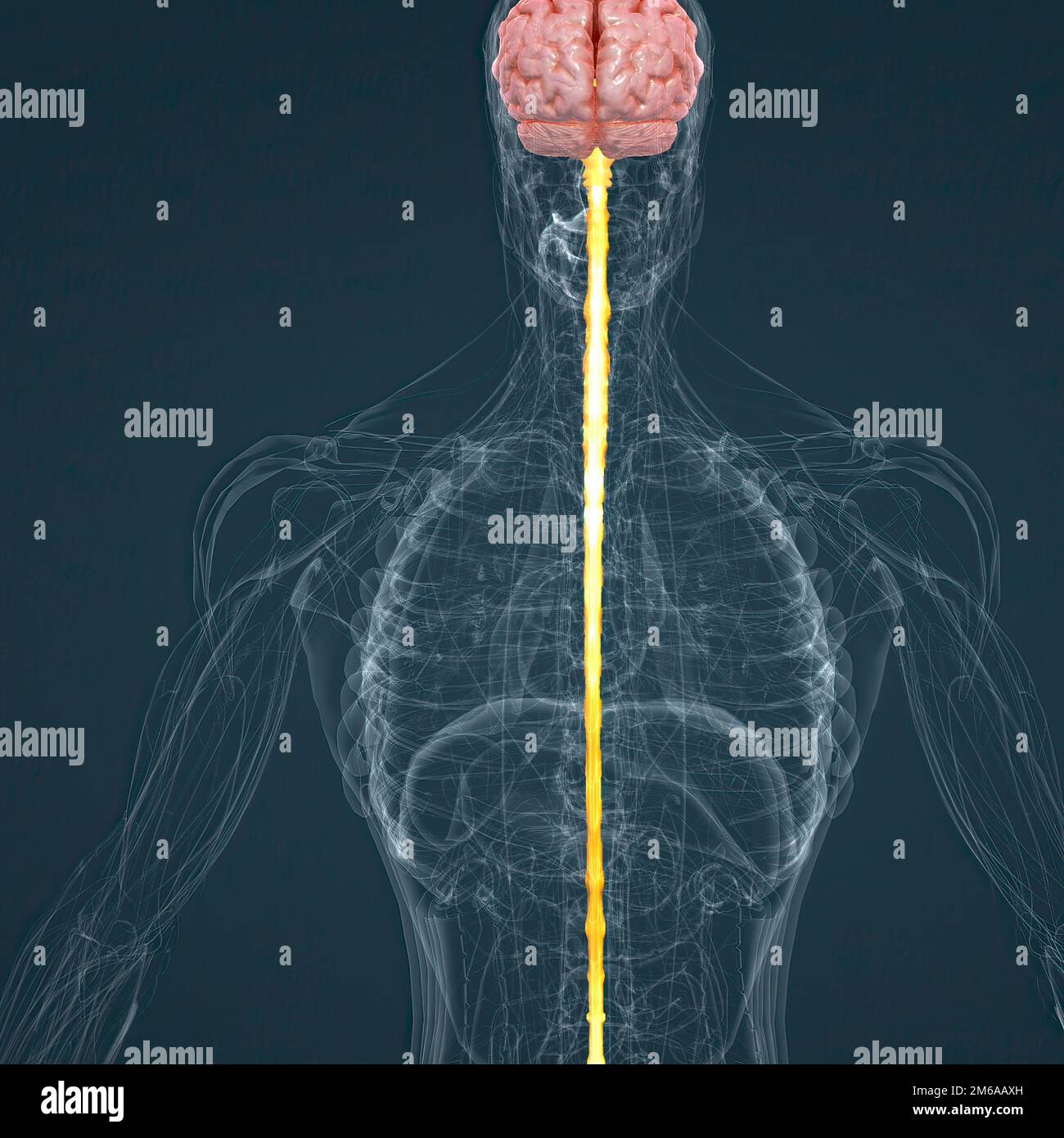 Cortical center hi-res stock photography and images - Alamy