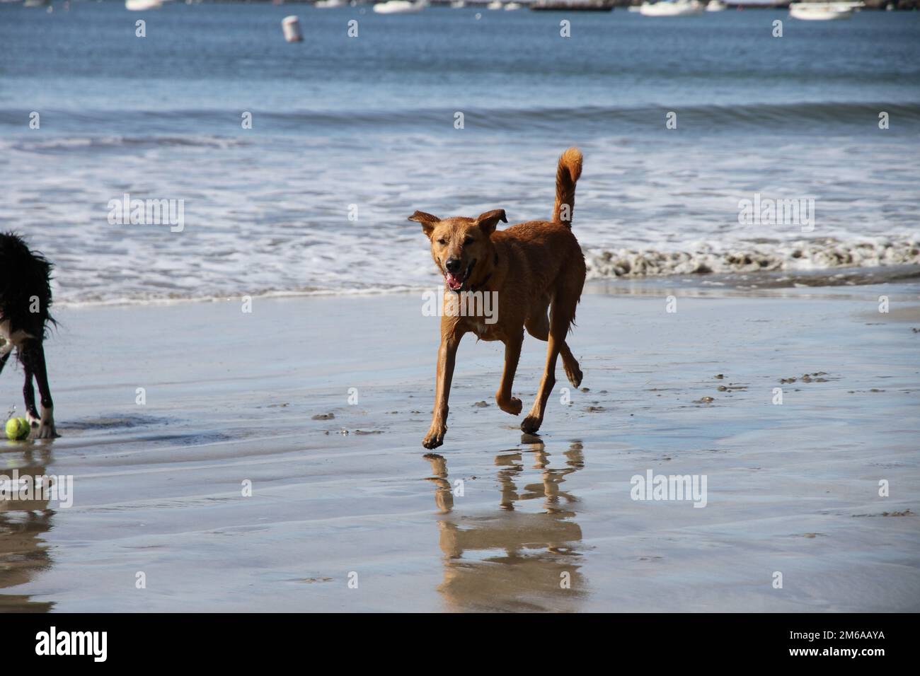 An image of a running Potcake dog on the beach in the background of ...