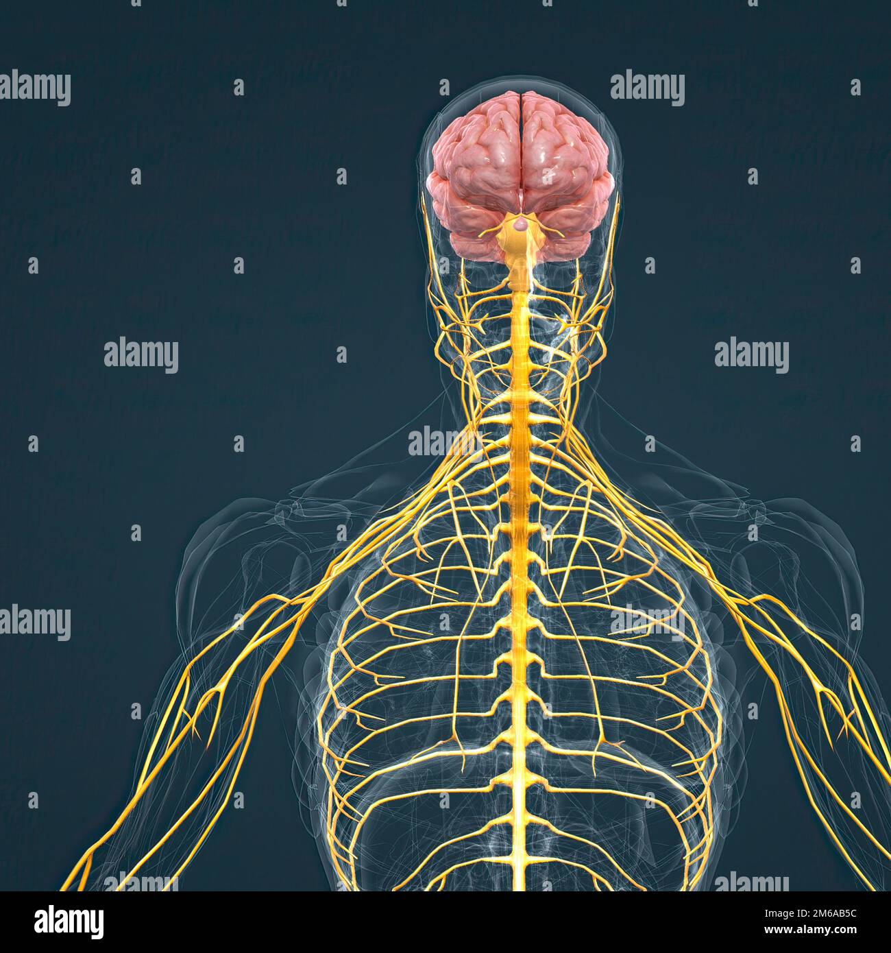 Brain illustration cerebellum stem 3d hi-res stock photography and ...