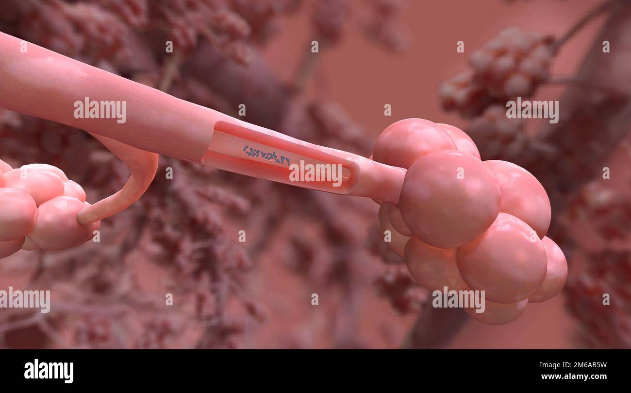 Bronchial circulation hi-res stock photography and images - Alamy
