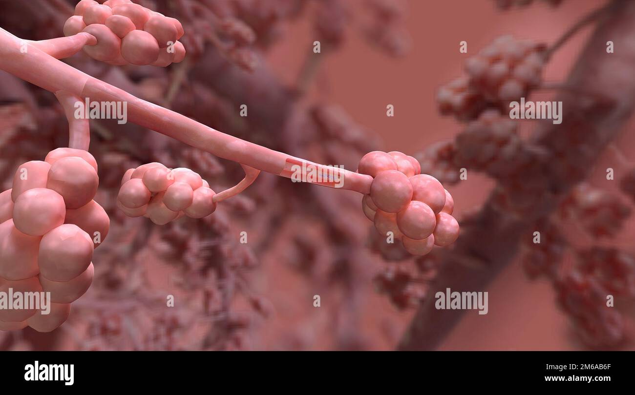 Bronchial circulation hi-res stock photography and images - Alamy