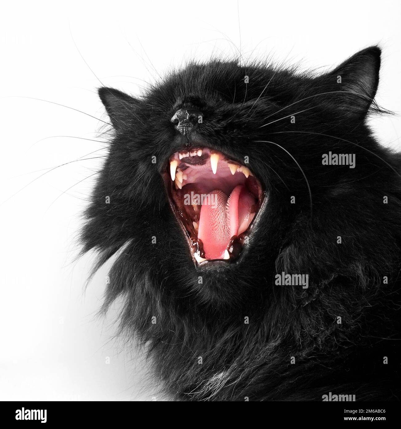 Angry black persian cat on white background Stock Photo - Alamy