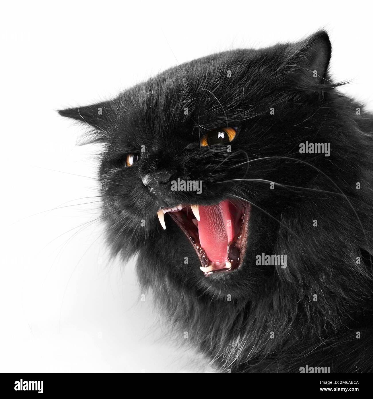 Angry white cat hi-res stock photography and images - Alamy