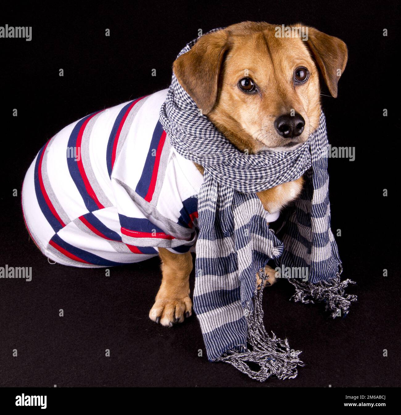 Assertive dog breed hi-res stock photography and images - Alamy