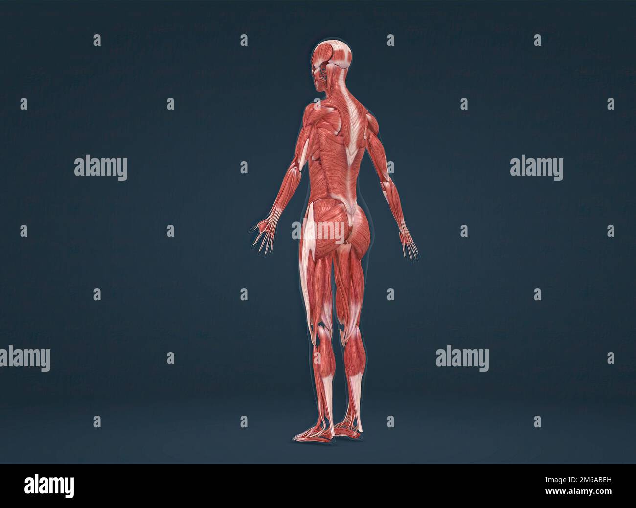 Synergist muscle hi-res stock photography and images - Alamy