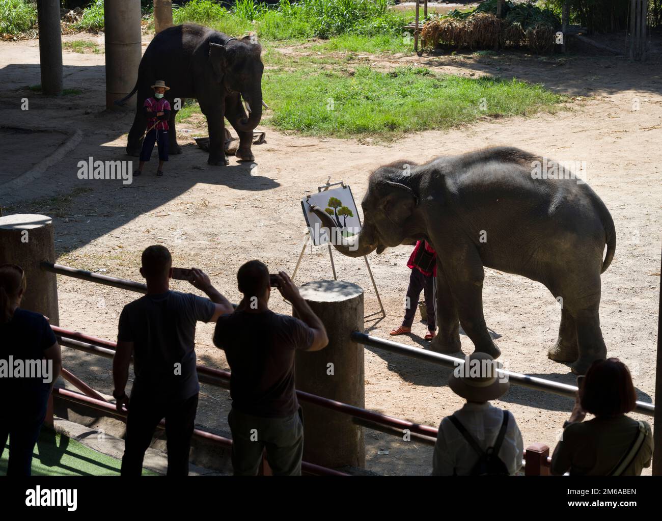 Chiang Mai, Thailand. November 13, 2022: Elephant show at Mae Sa ...