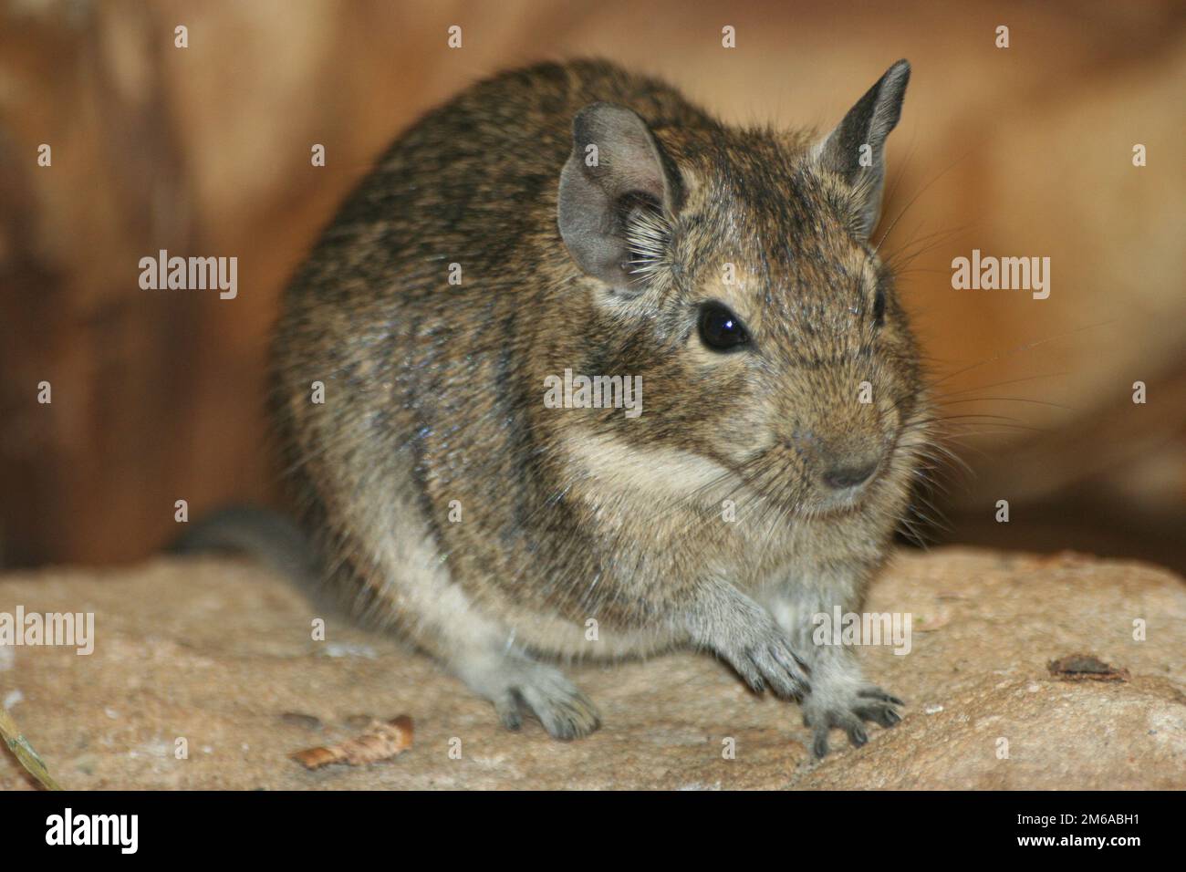 Pet fotography hi-res stock photography and images - Alamy