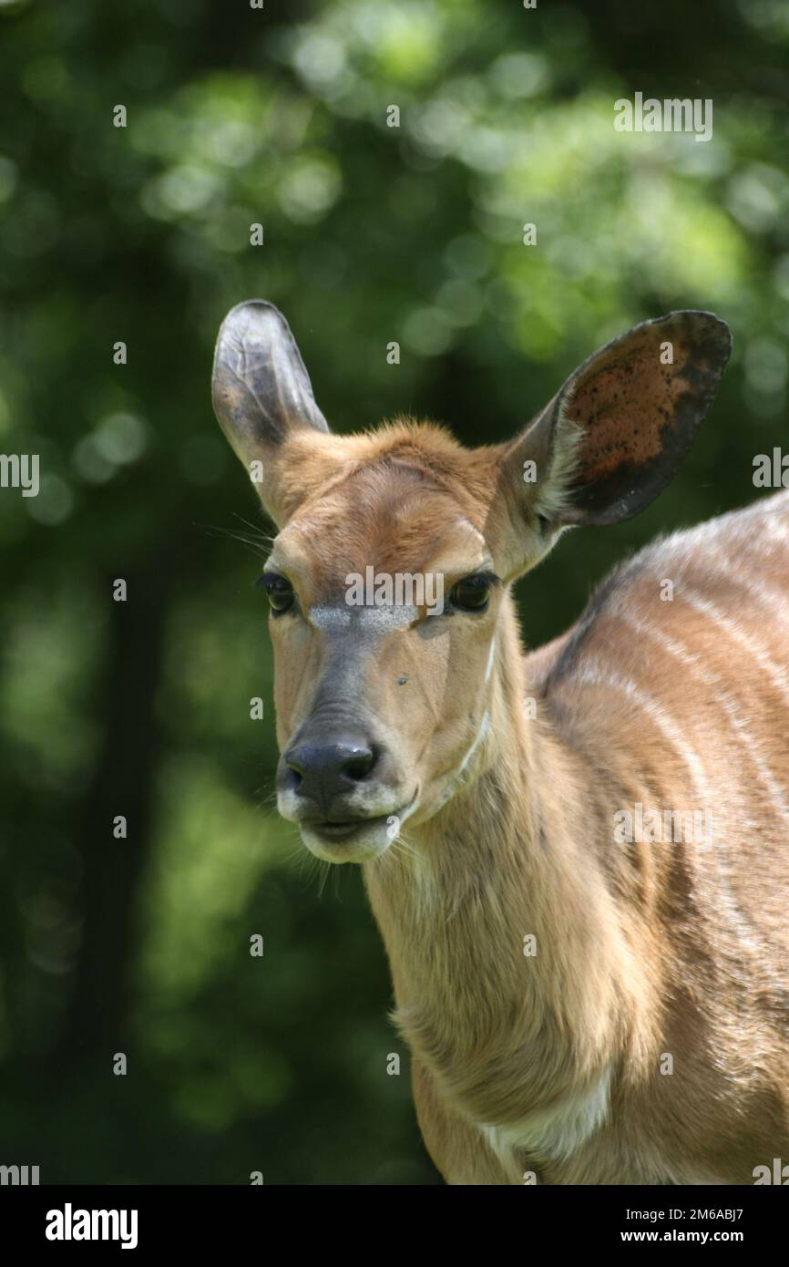 Sitatunga hi-res stock photography and images - Alamy