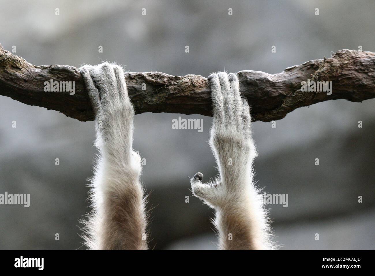 Monkey palm hi-res stock photography and images - Alamy