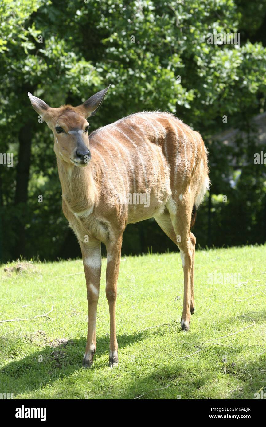 Sitatunga marshbuck tragelaphus spekii hi-res stock photography and ...