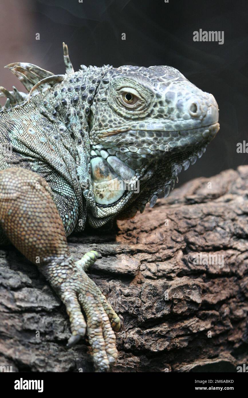 Iguana puerto rico hi-res stock photography and images - Alamy
