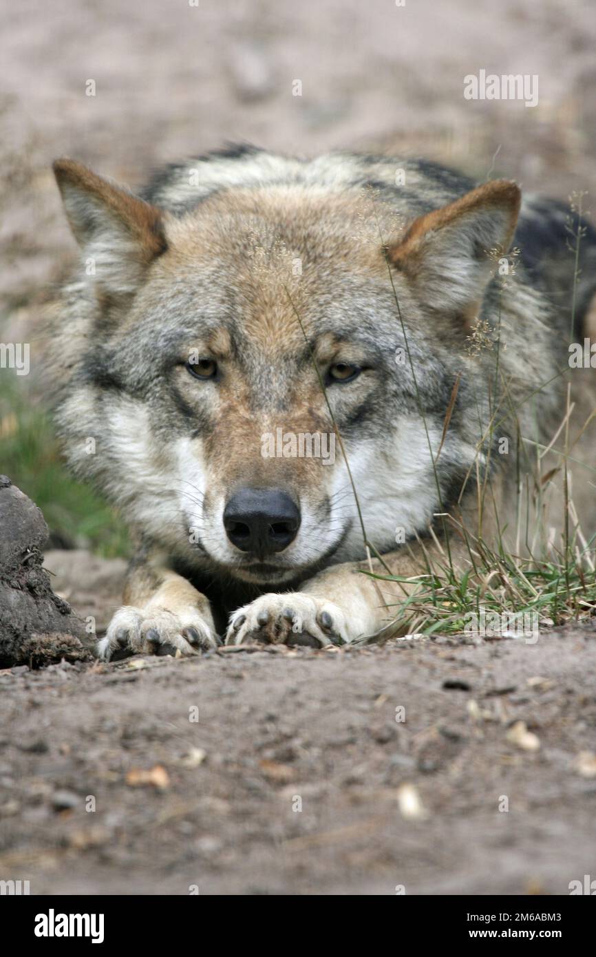 Canis lupus animal hi-res stock photography and images - Alamy