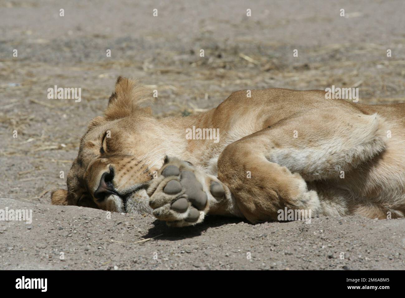 Lion leg and paw hi-res stock photography and images - Alamy