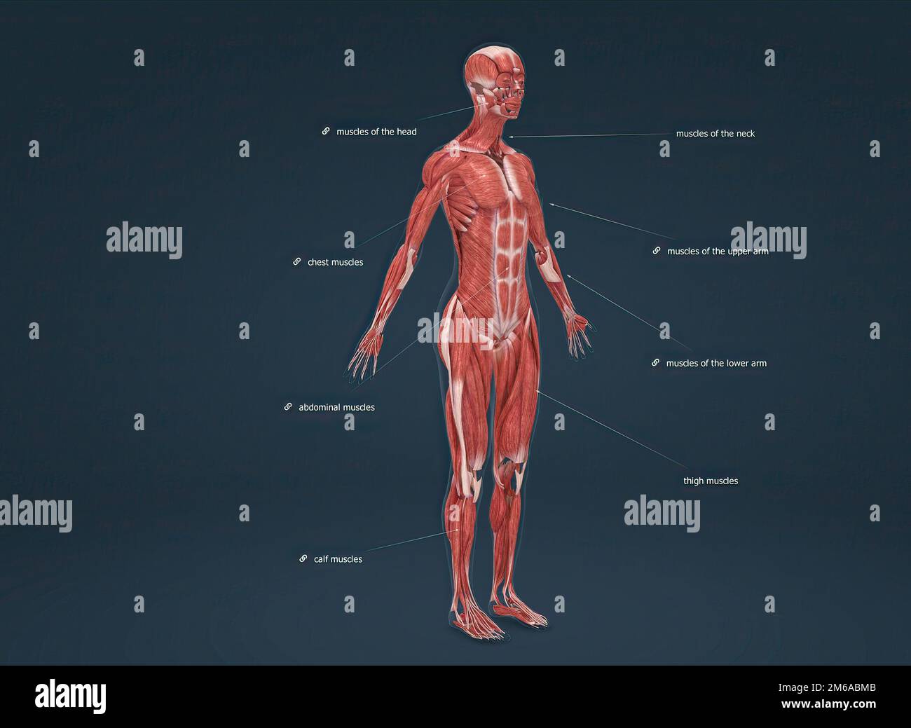 Synergist muscle hi-res stock photography and images - Alamy