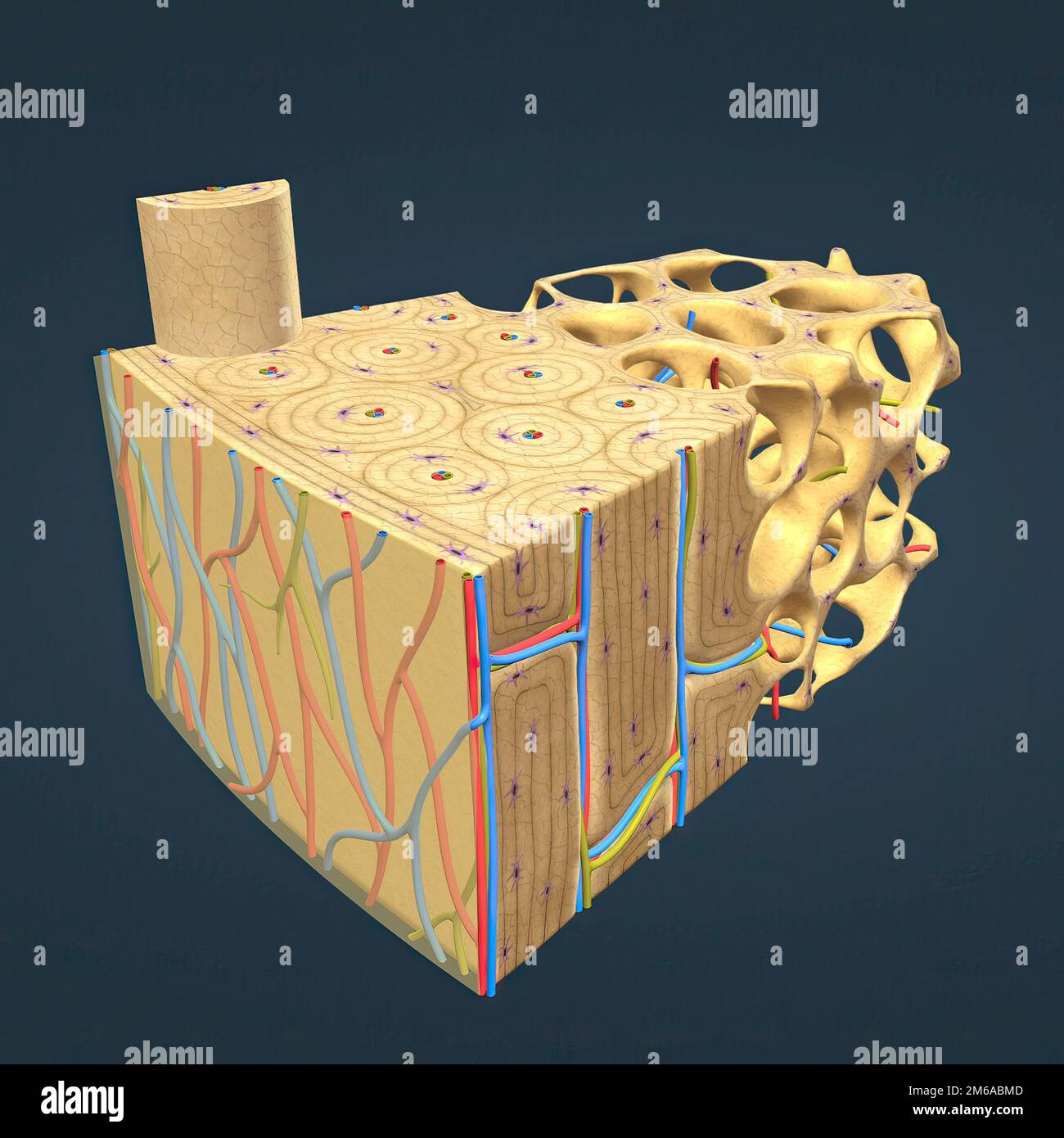 Tubular skull hi-res stock photography and images - Alamy