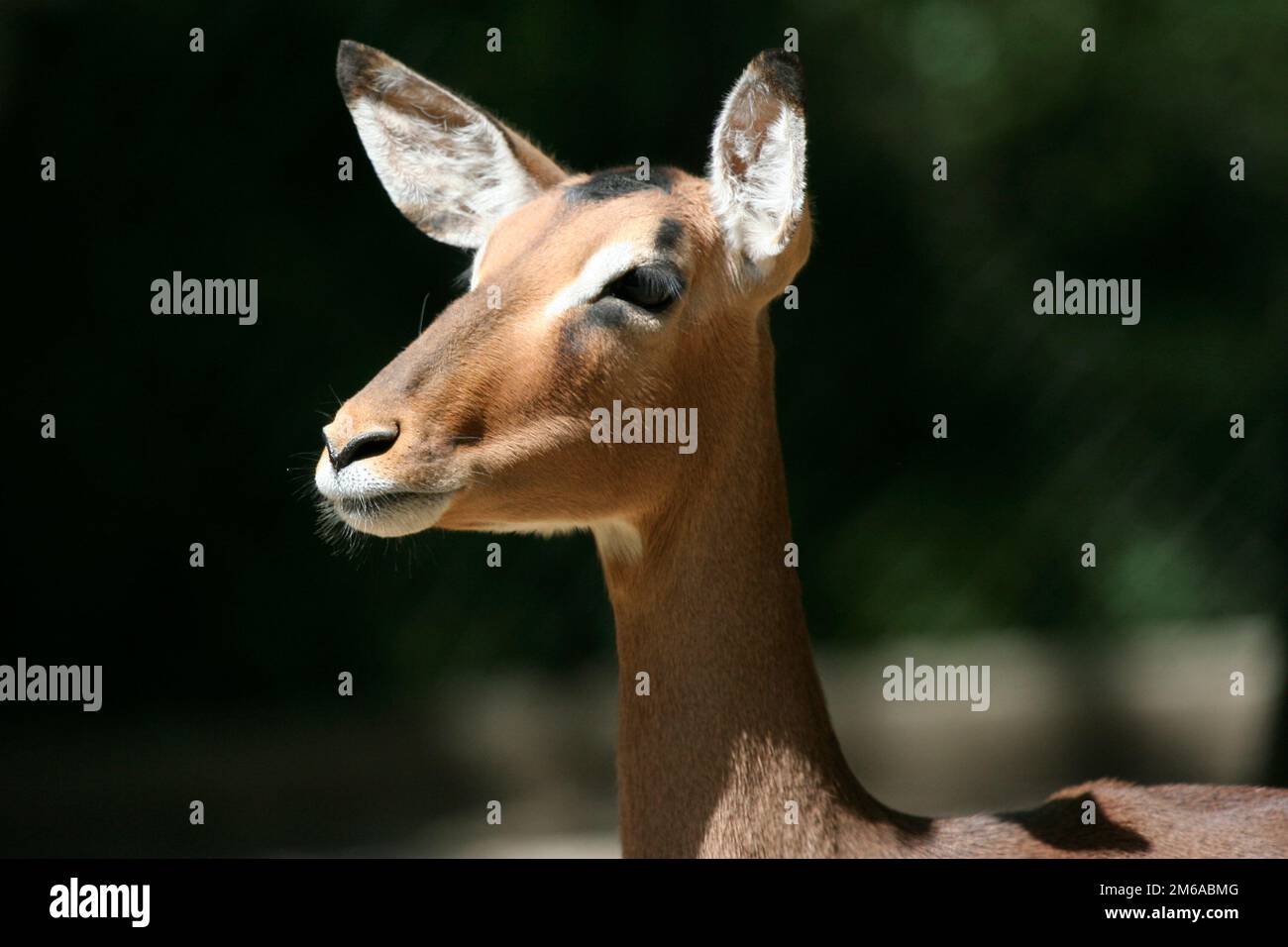 Profile of impala hi-res stock photography and images - Alamy