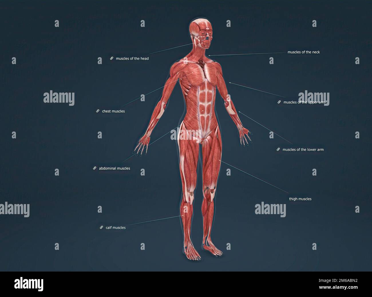 Synergist muscle hi-res stock photography and images - Alamy