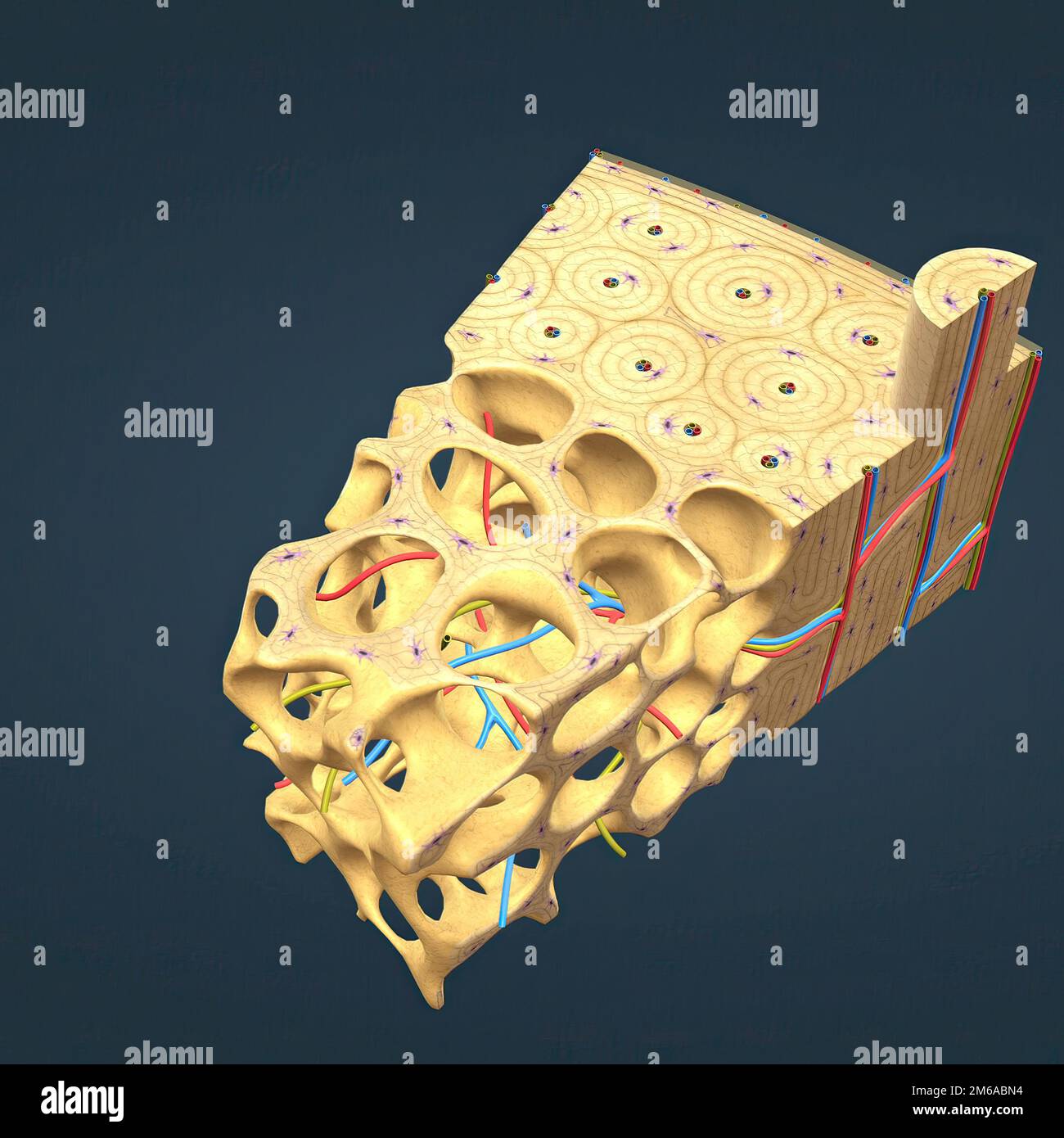 Tubular skull hi-res stock photography and images - Alamy