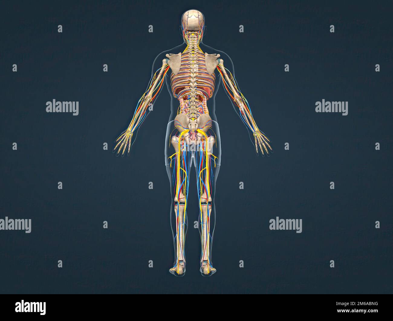 Cartilage thin hi-res stock photography and images - Alamy