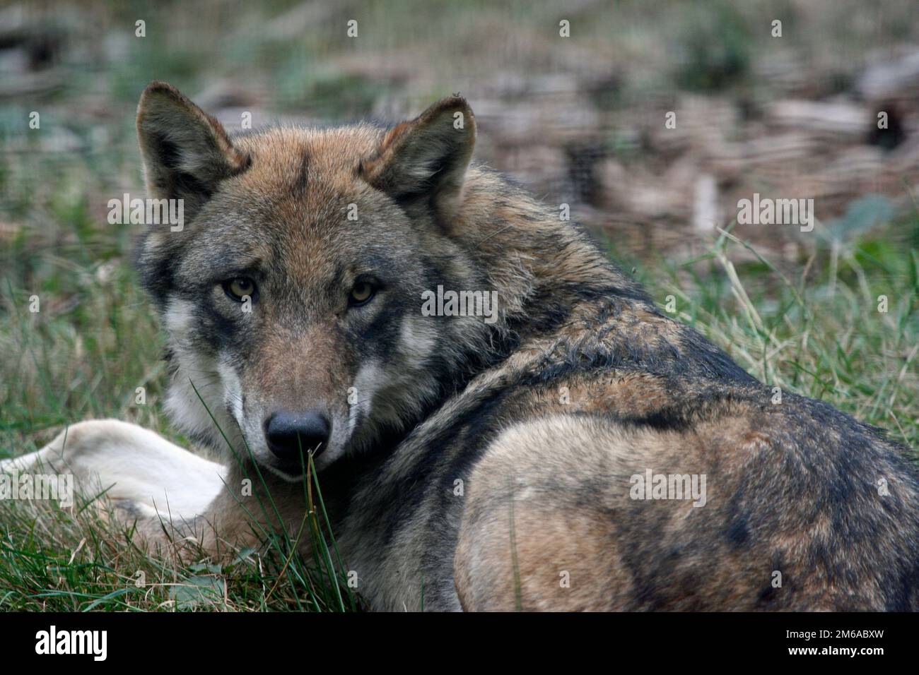 Canis lupus animal hi-res stock photography and images - Alamy