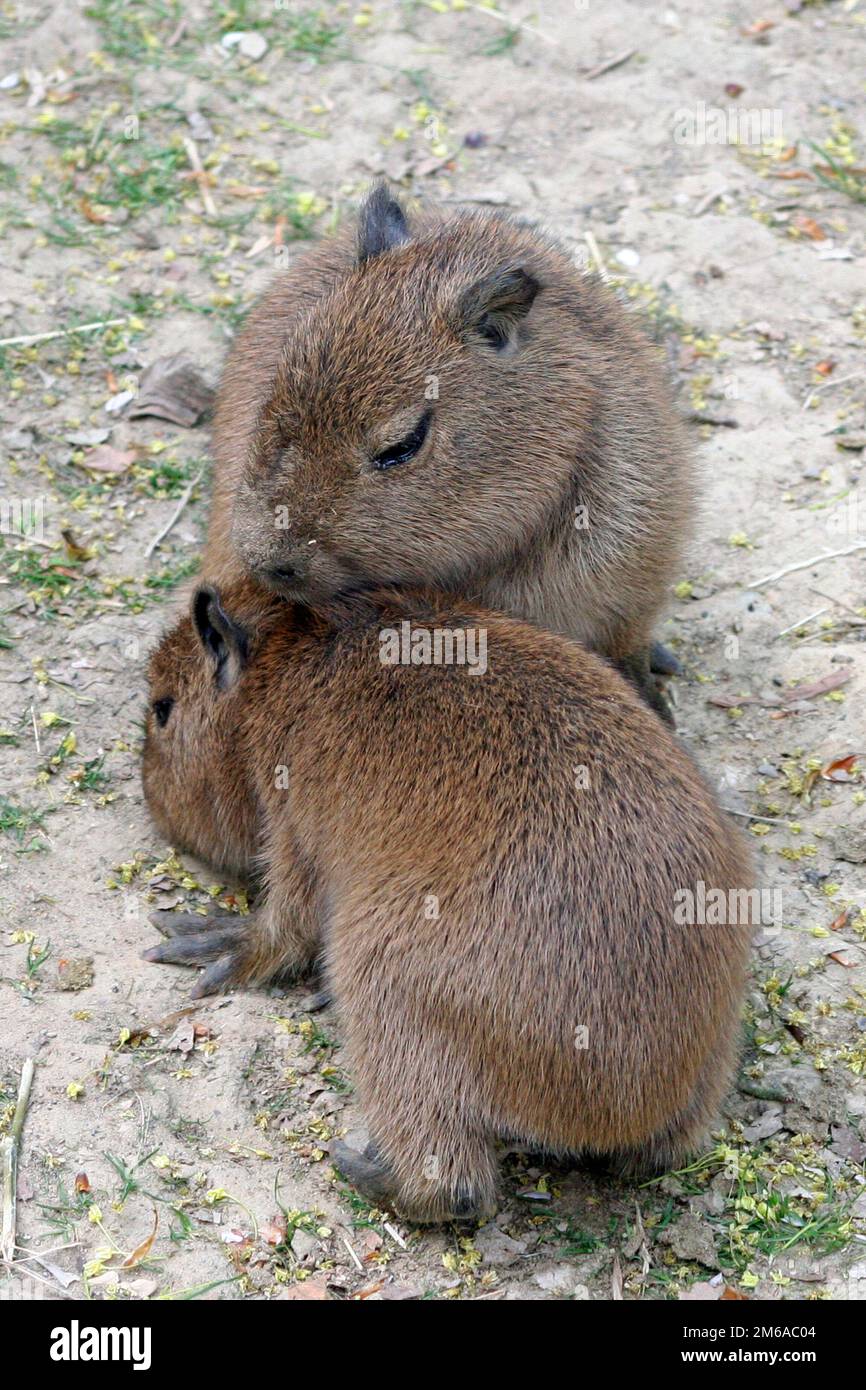 Capybara head hi-res stock photography and images - Alamy