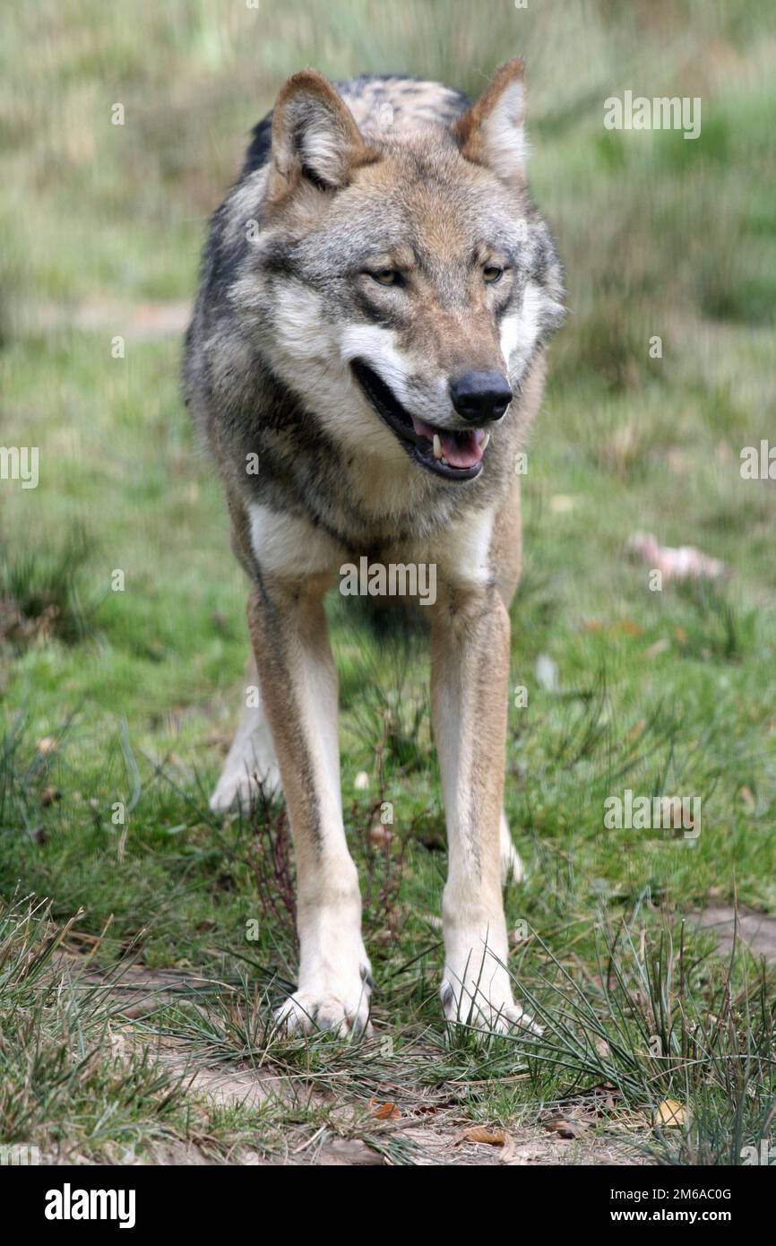 Europa ischer wolf hi-res stock photography and images - Alamy