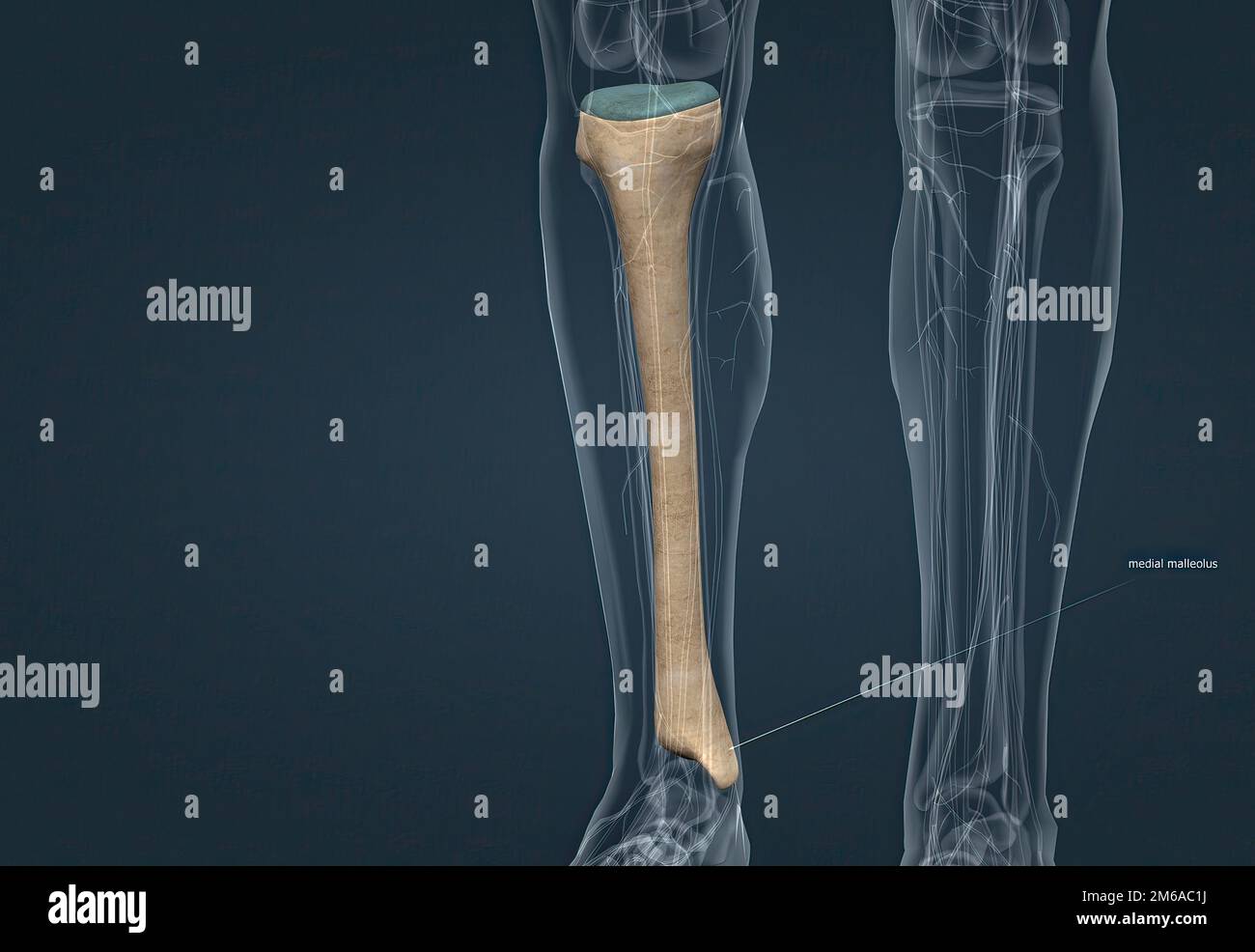 Long bone with muscle hi-res stock photography and images - Alamy