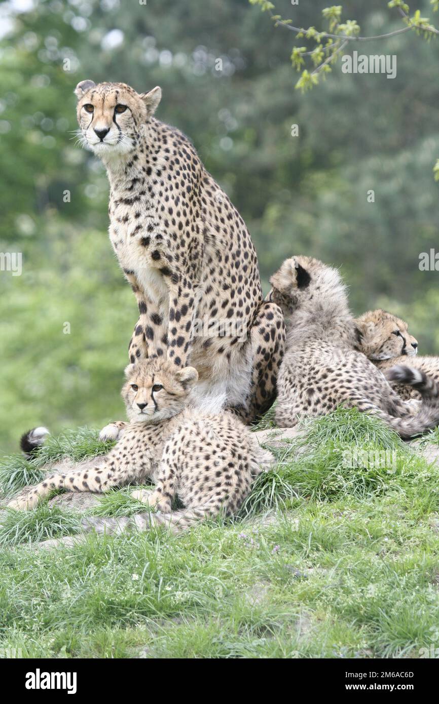 Cheetah body hi-res stock photography and images - Alamy