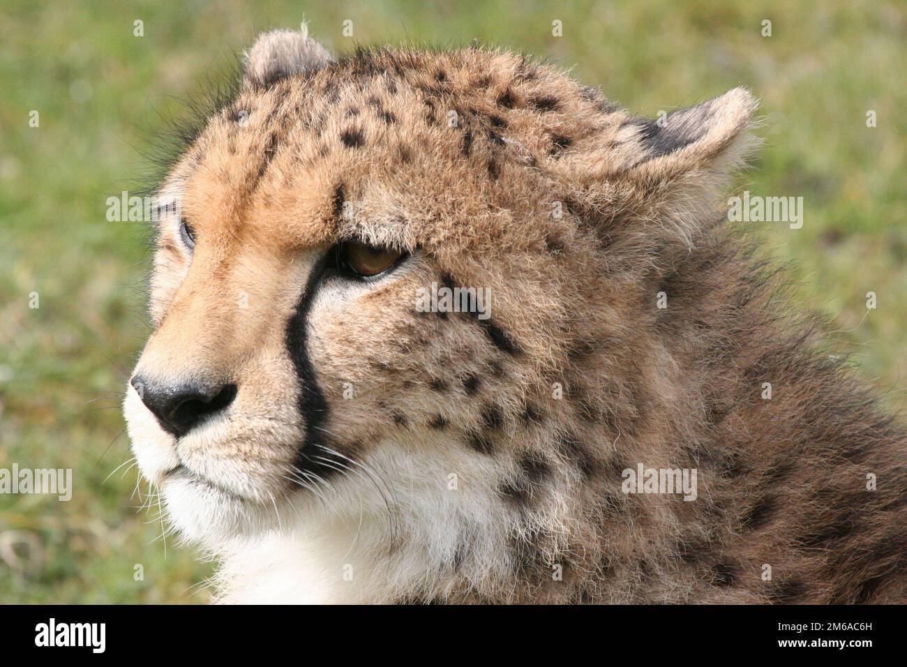 Cheetah body hi-res stock photography and images - Alamy