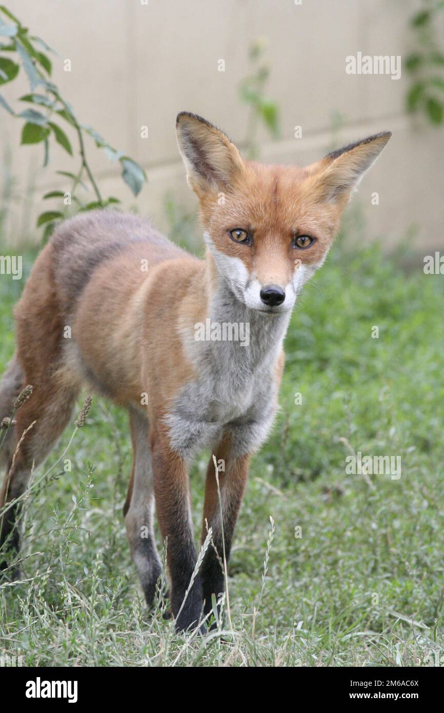 Chase fox hi-res stock photography and images - Alamy