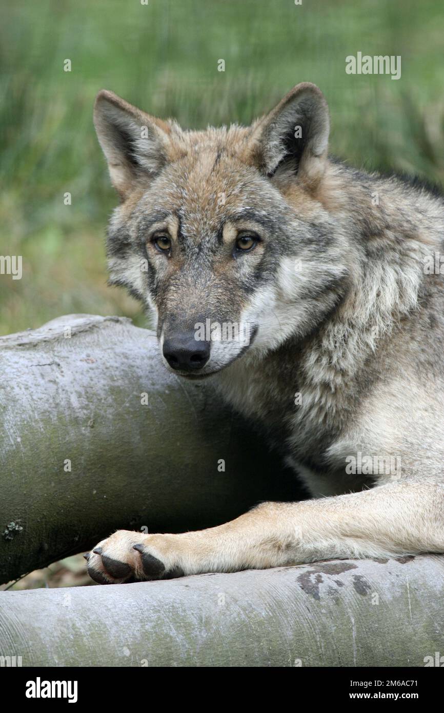 Europa ischer wolf hi-res stock photography and images - Alamy