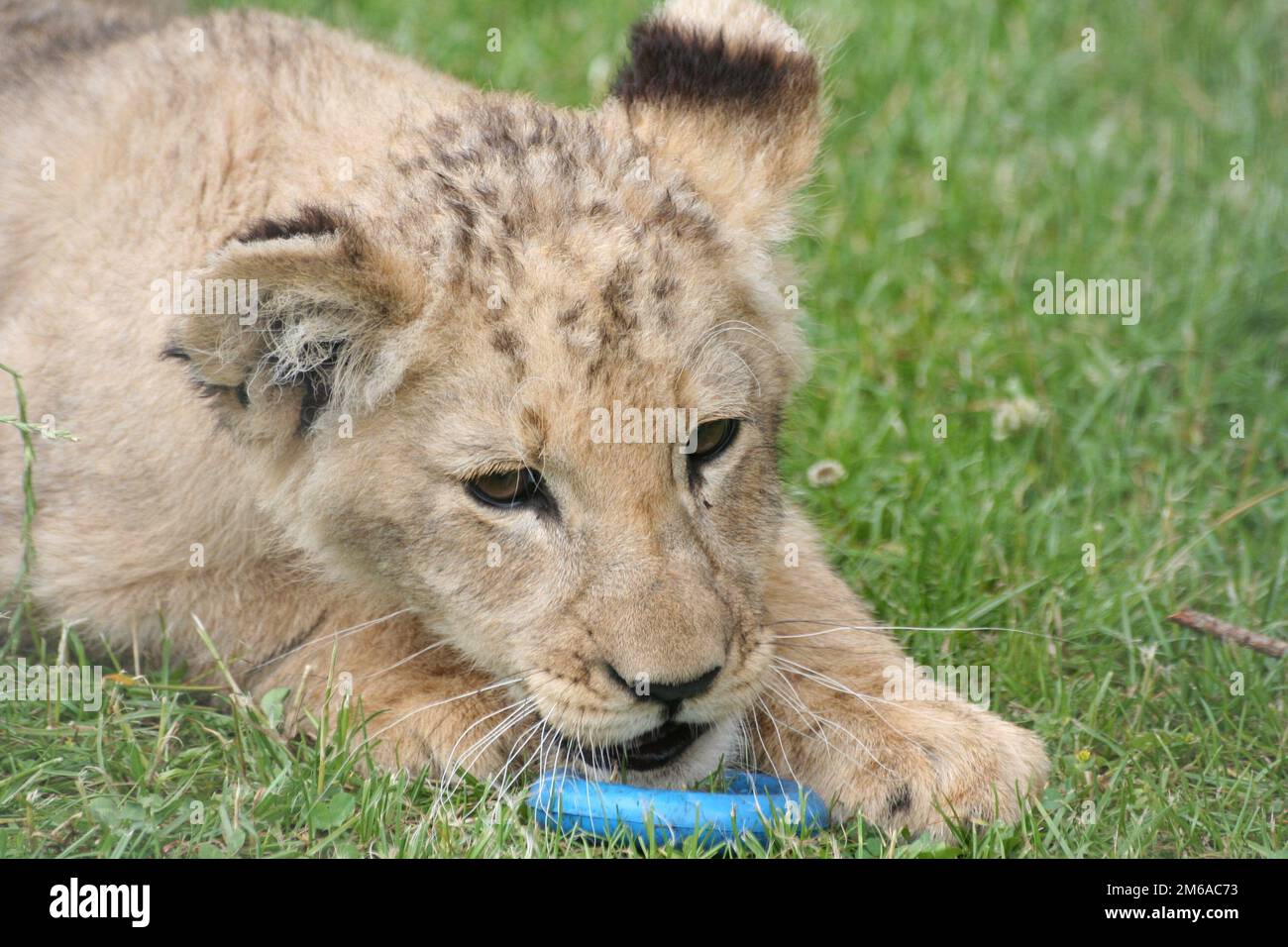 Felidae lion hi-res stock photography and images - Alamy