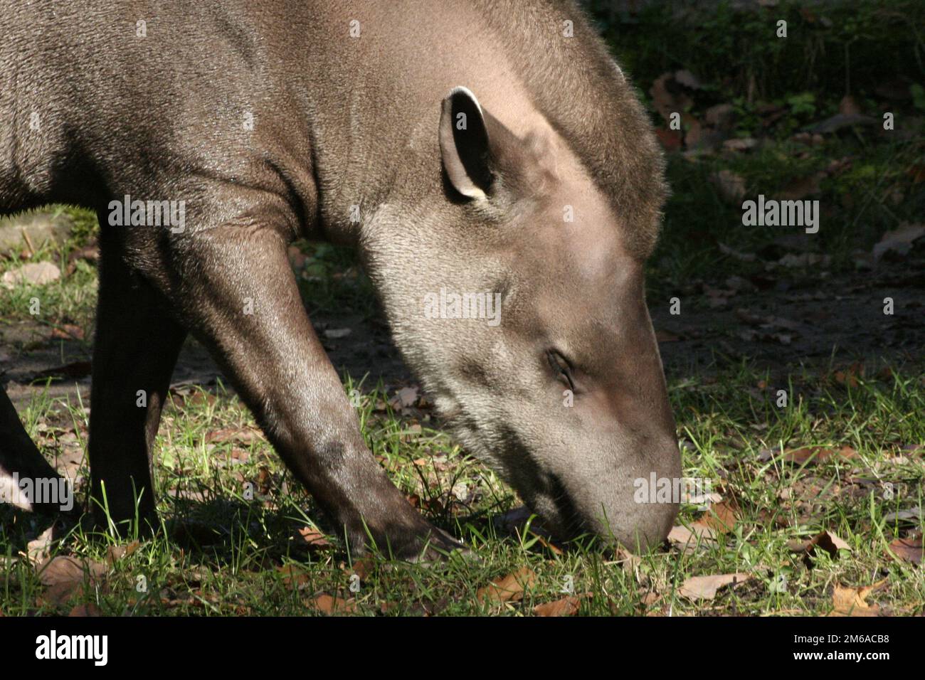 Tapir face hi-res stock photography and images - Alamy